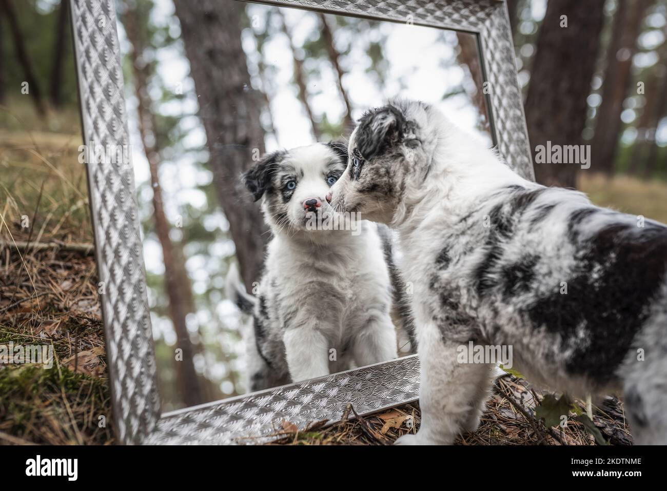 Miniature Australian Shepherd Puppy looks in a mirror Stock Photo - Alamy