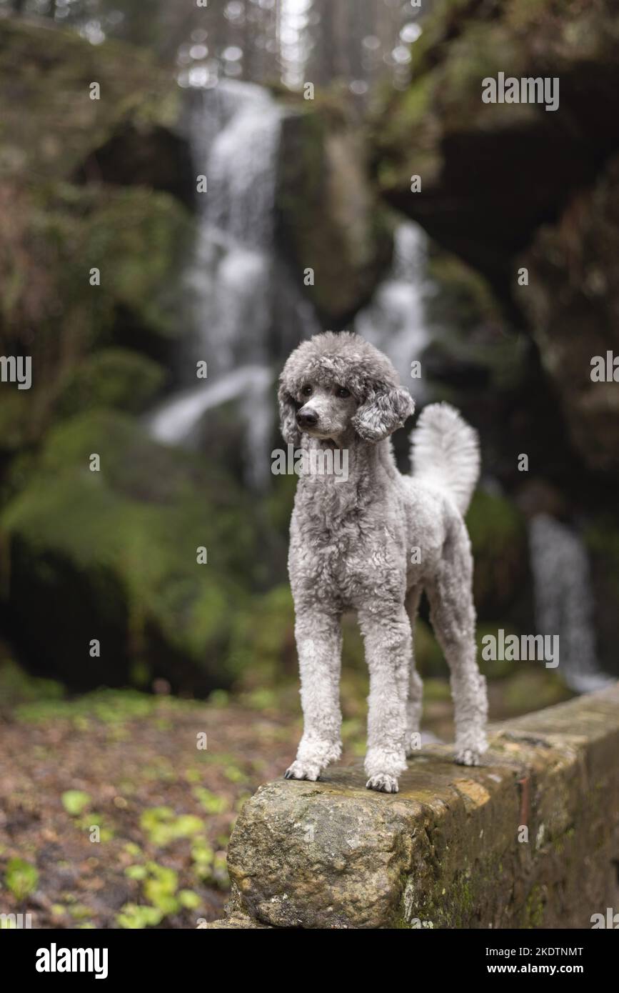 standing Standard Poodle Stock Photo - Alamy