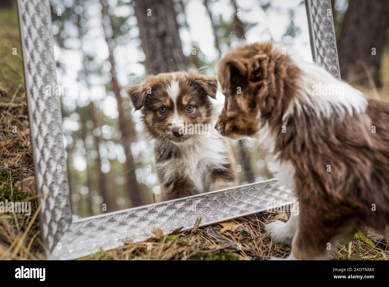 Miniature Australian Shepherd Puppy looks in a mirror Stock Photo - Alamy