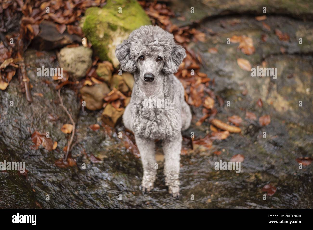 standing Standard Poodle Stock Photo - Alamy