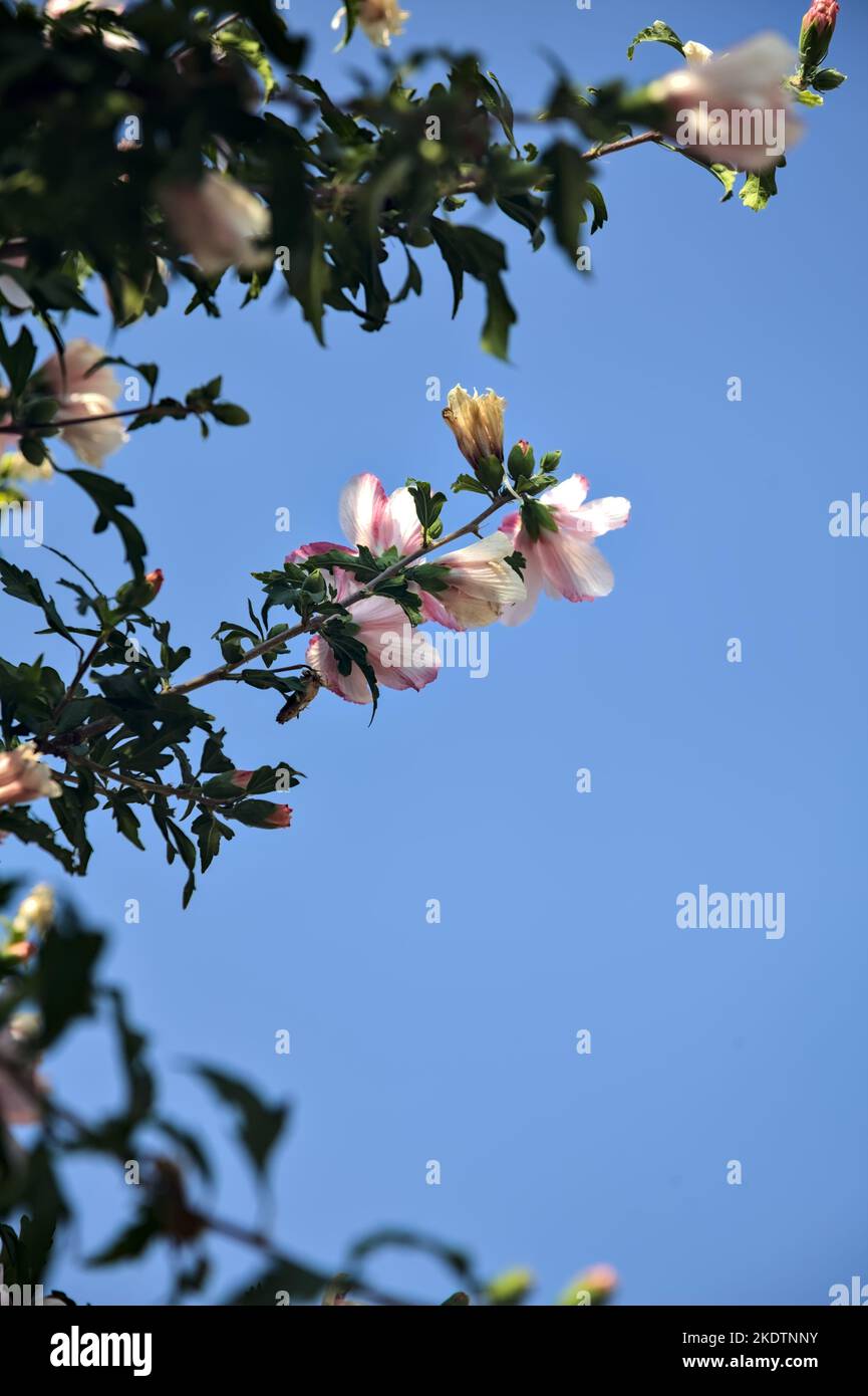 Hibiscus plant in bloom with a clear sky as background Stock Photo - Alamy