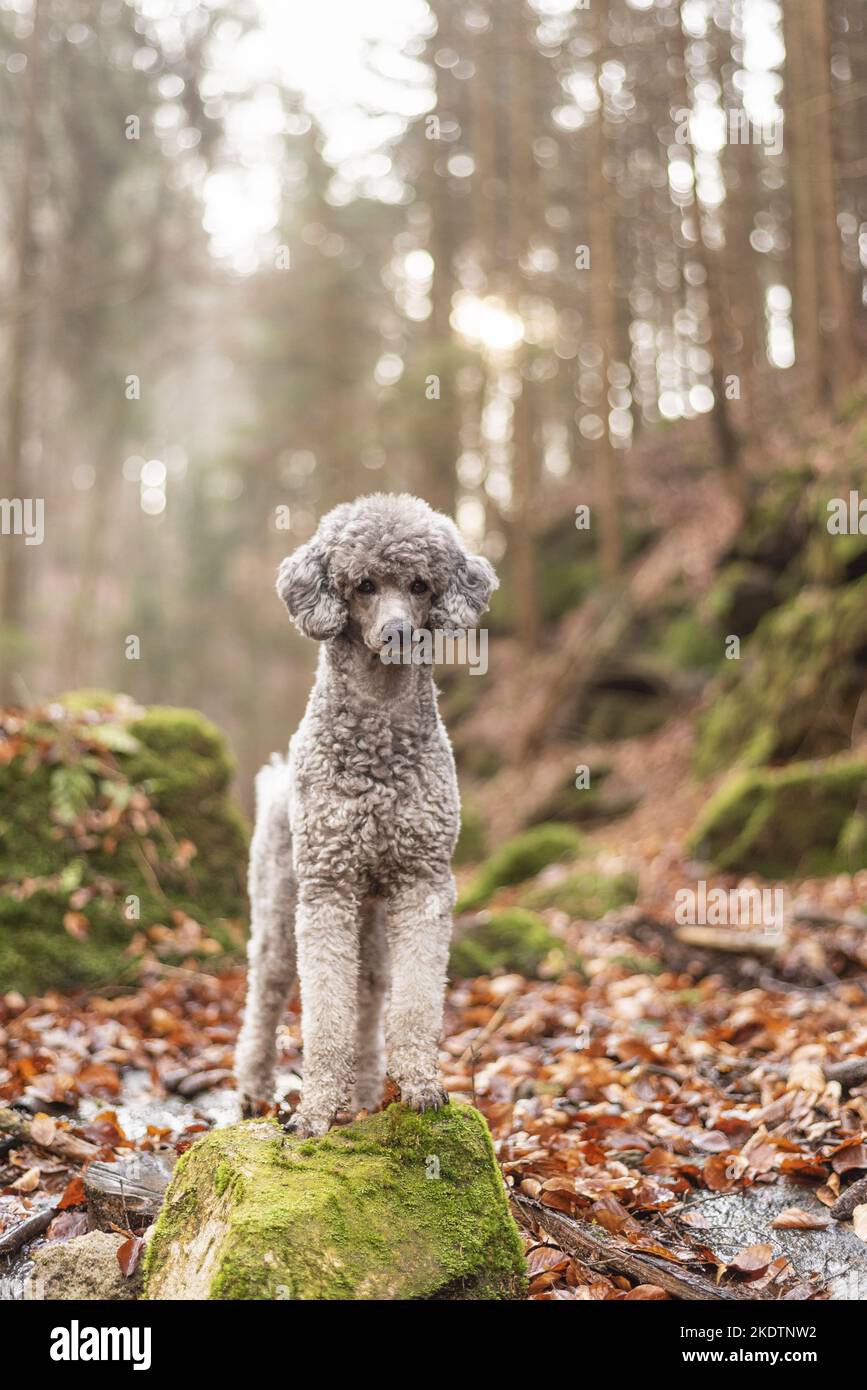 standing Standard Poodle Stock Photo - Alamy