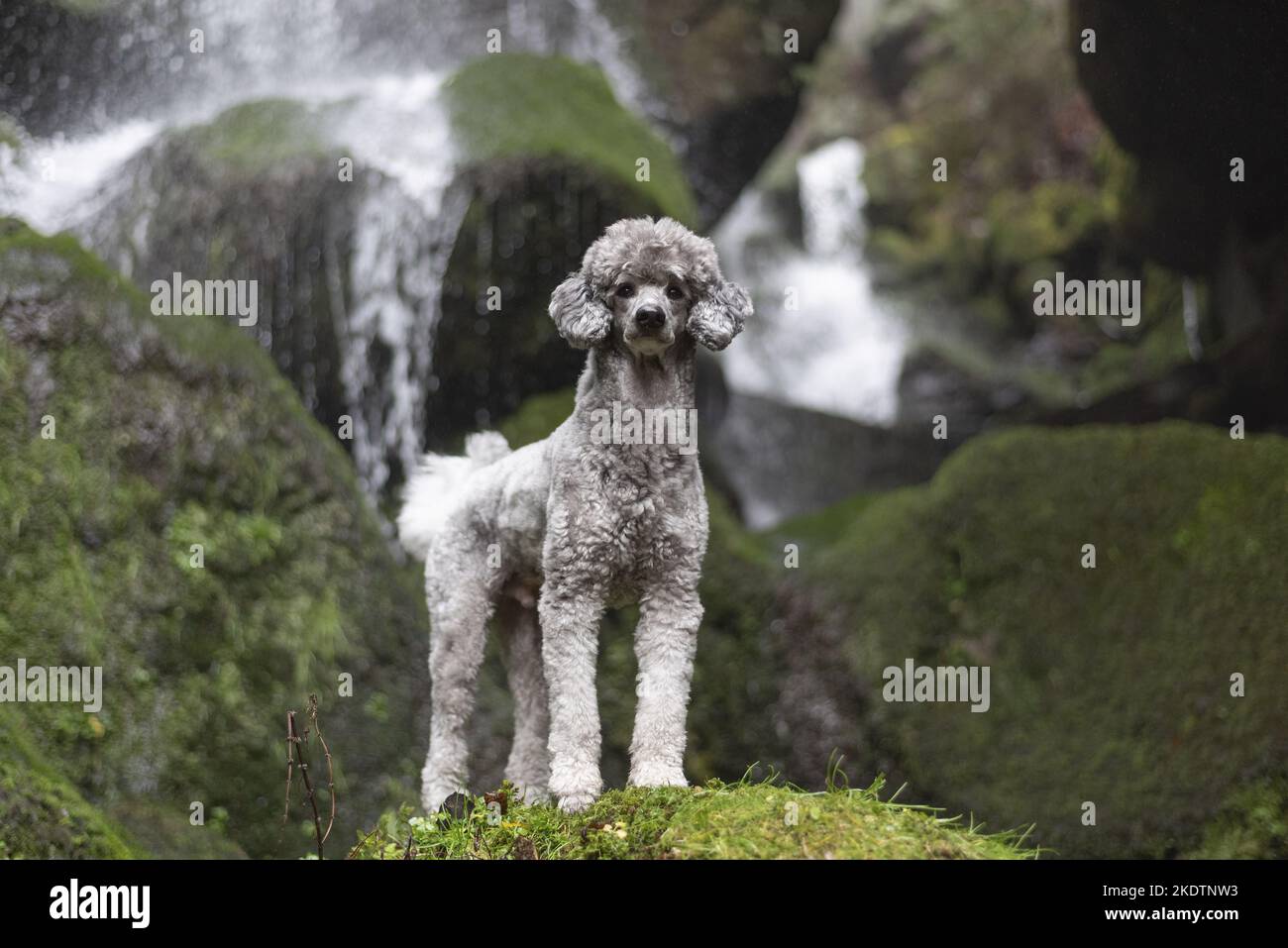 standing Standard Poodle Stock Photo - Alamy