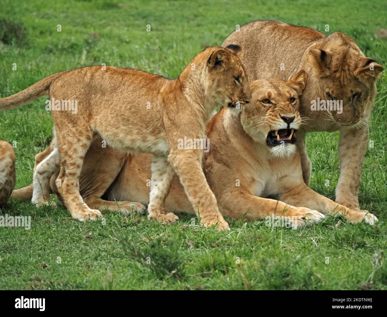 snarling adult Lioness (Panthera leo) flanked by 2 spotted juveniles of ...