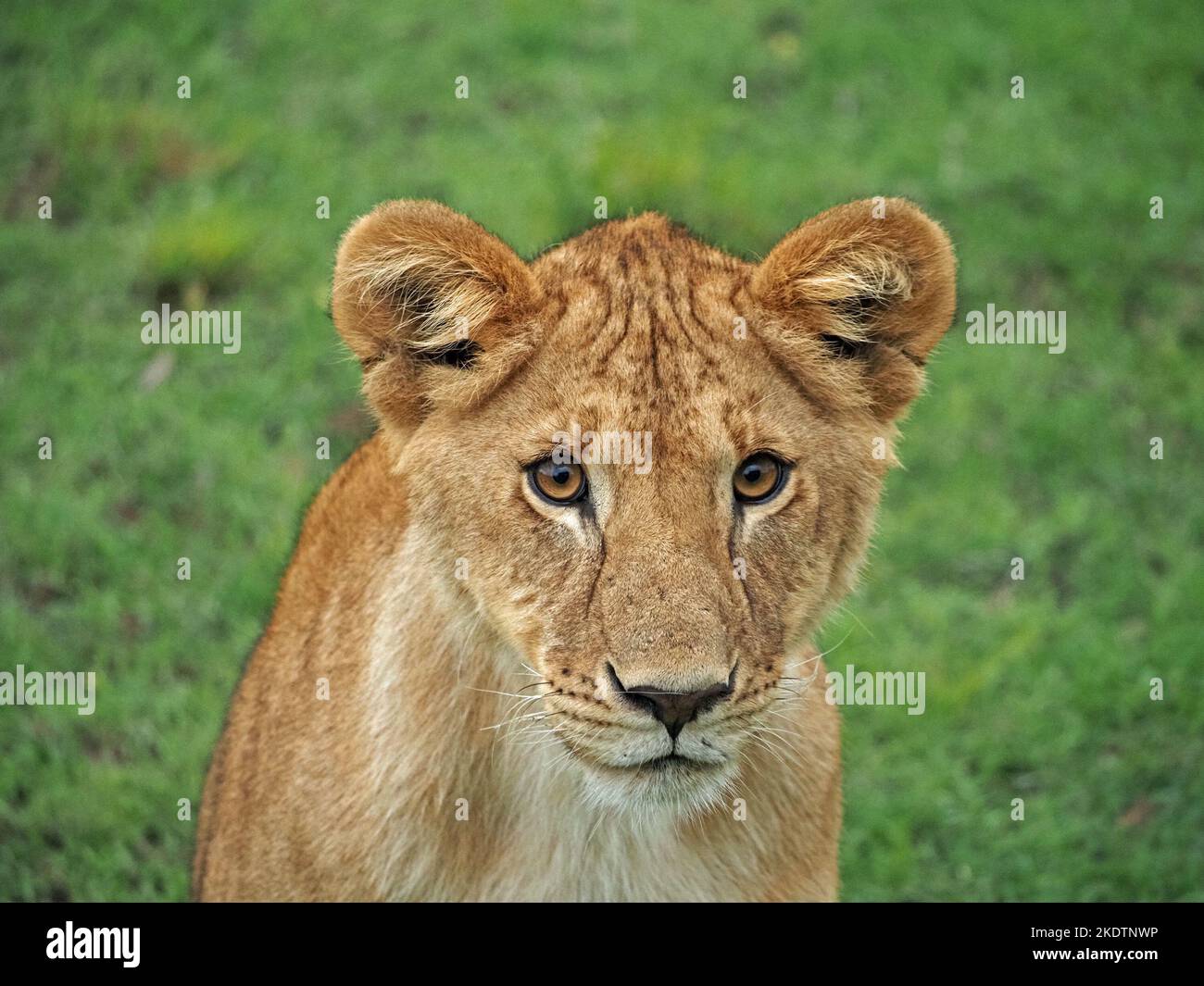 single adolescent focussed male Lion cub (Panthera leo) staring at lens ...