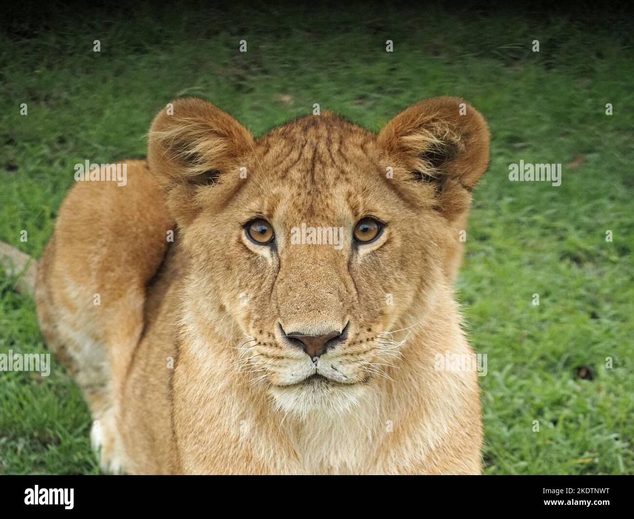 single adolescent focussed male Lion cub (Panthera leo) staring at lens ...