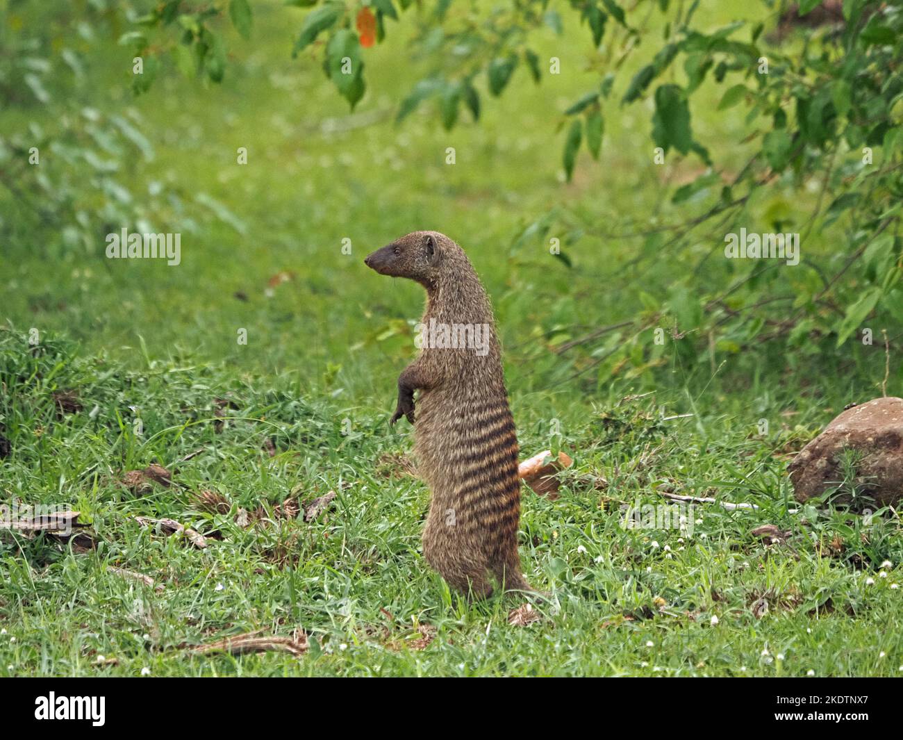single banded mongoose (Mungos mungo) in upright lookout pose on fresh green grassland of Masai ...