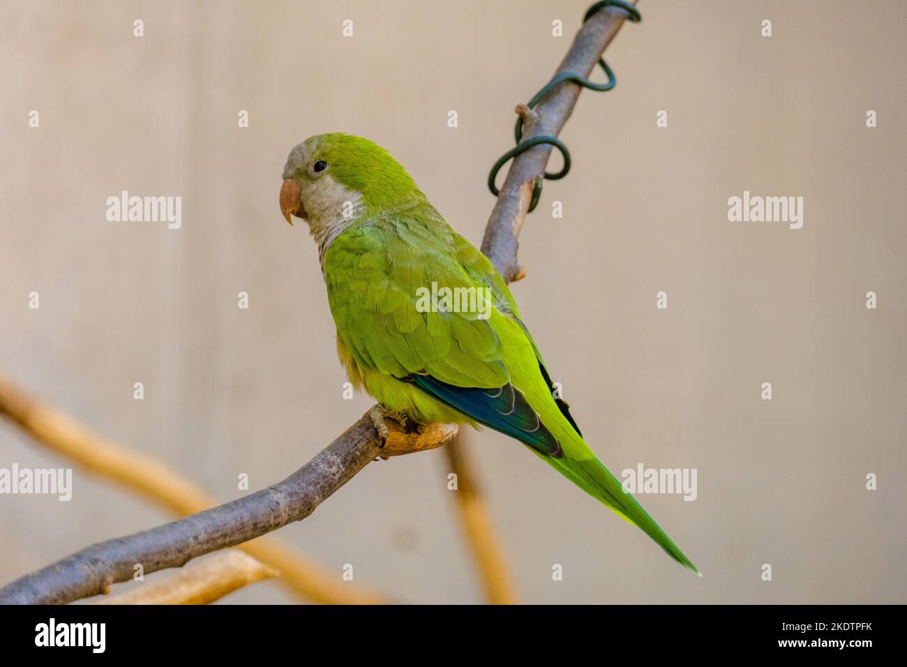 colorful parrot macaw at local zoo. exotic birds Stock Photo - Alamy