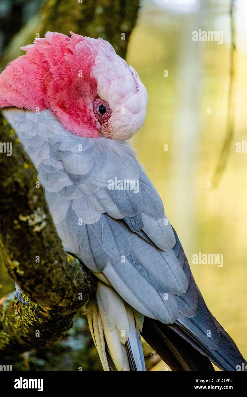 colorful parrot macaw at local zoo. exotic birds Stock Photo - Alamy