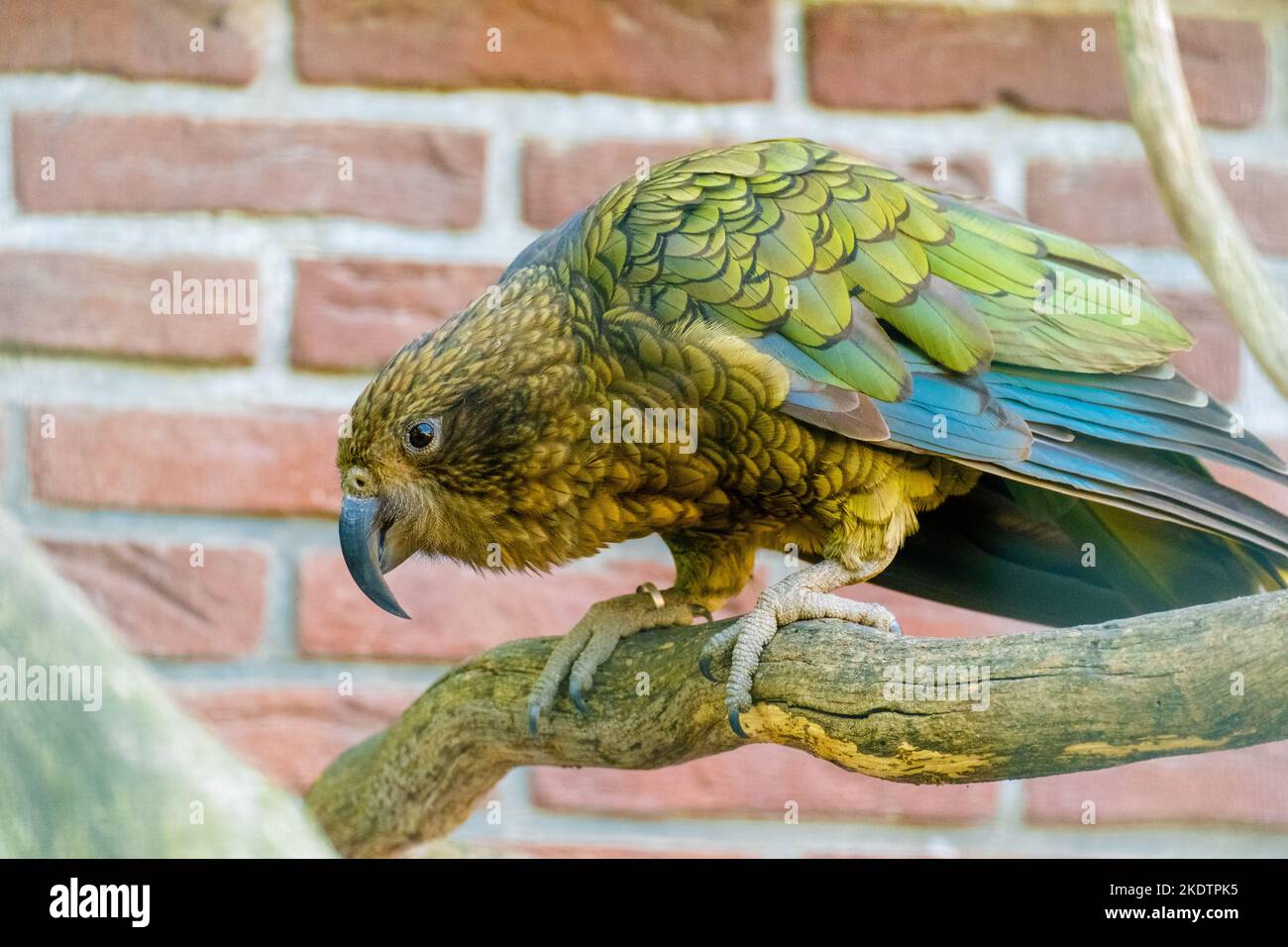 colorful parrot macaw at local zoo. exotic birds Stock Photo - Alamy
