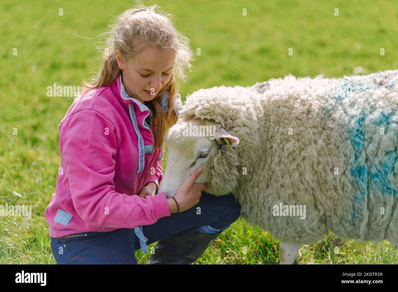 A young girl seen pictured with a very woolly sheep in a field on a ...