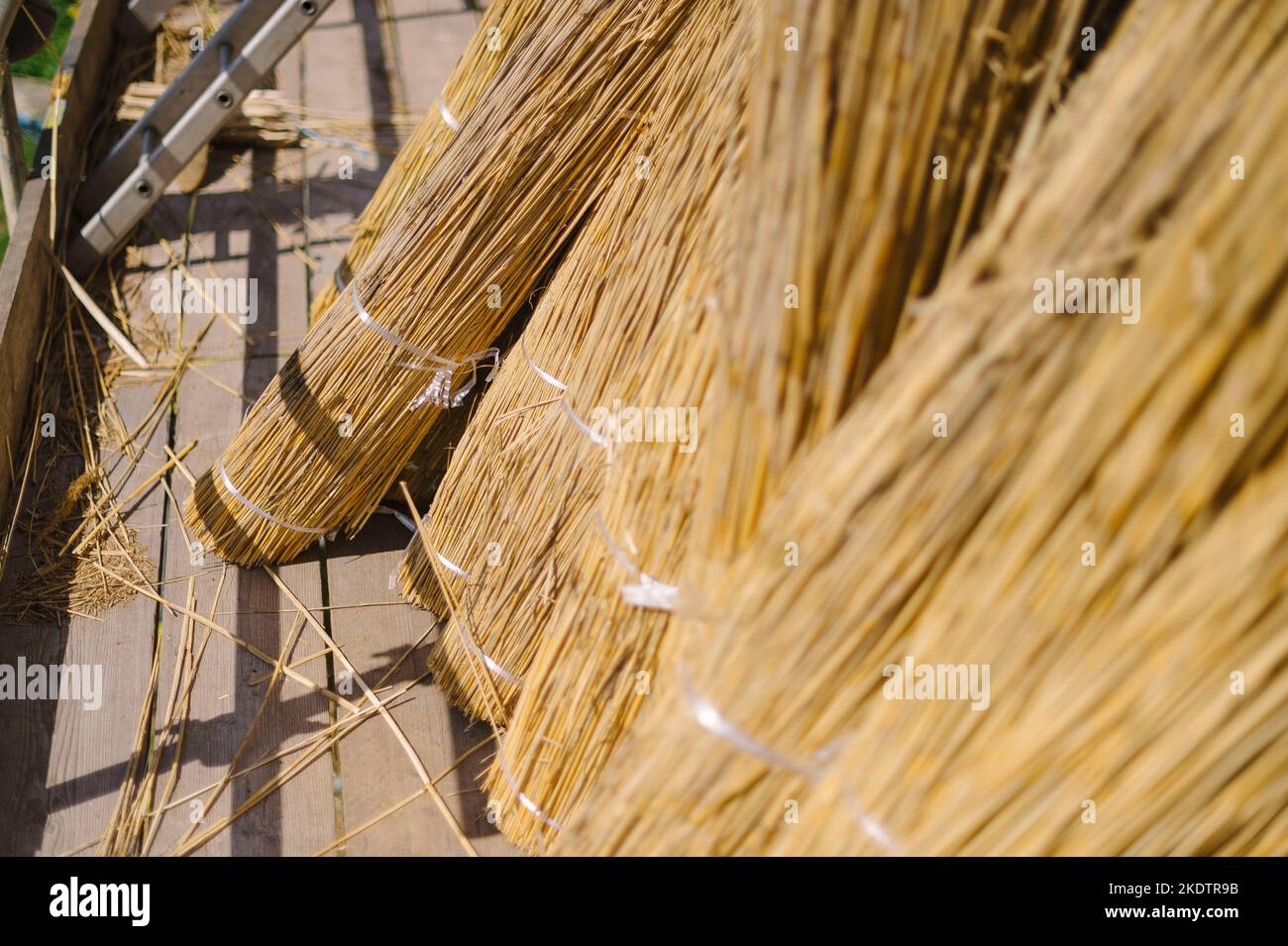 Picture By Jim Wileman - Jane Rush, pictured at Lower Jurston Farm ...