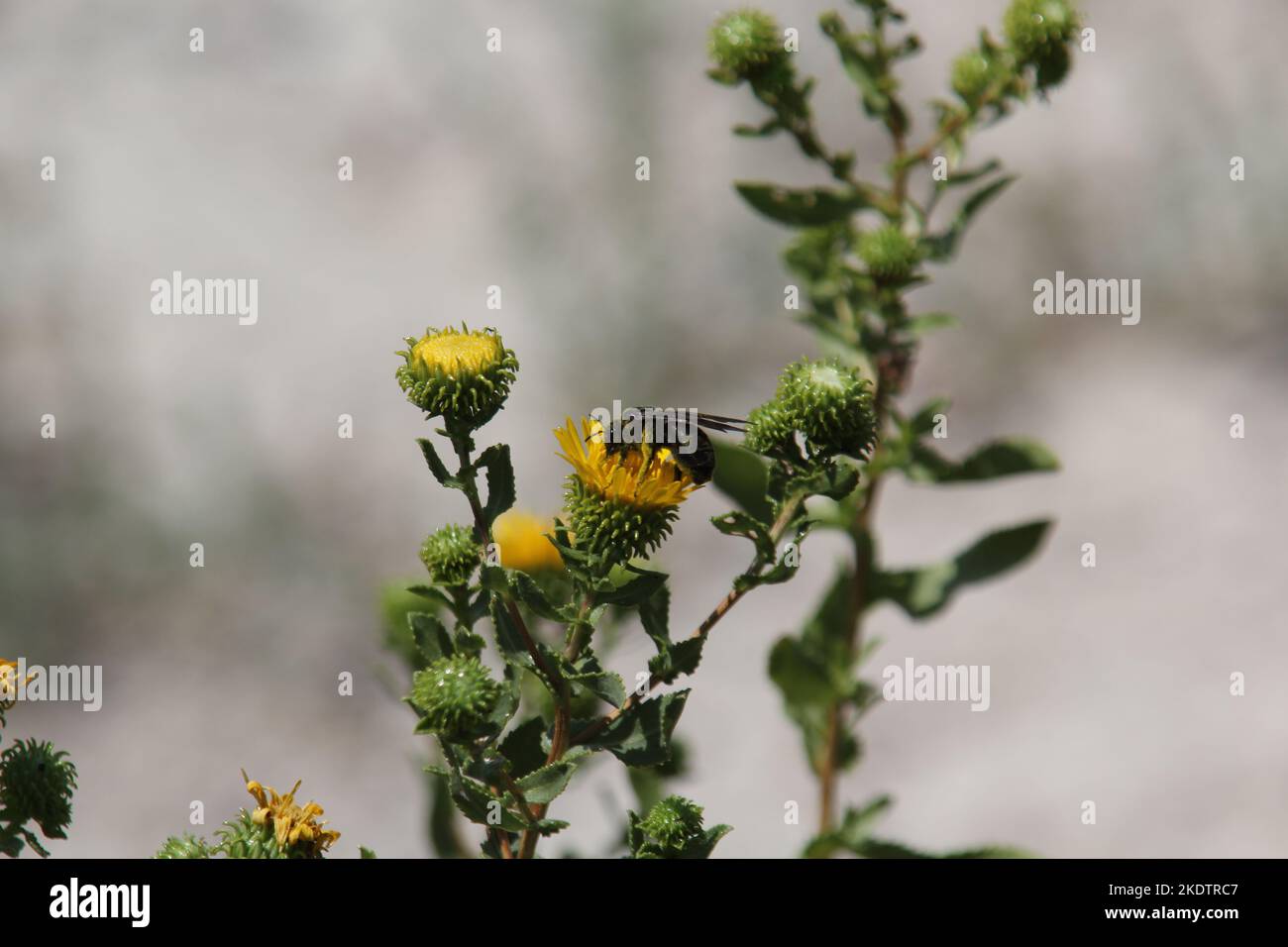 The sweet nectar hi-res stock photography and images - Alamy