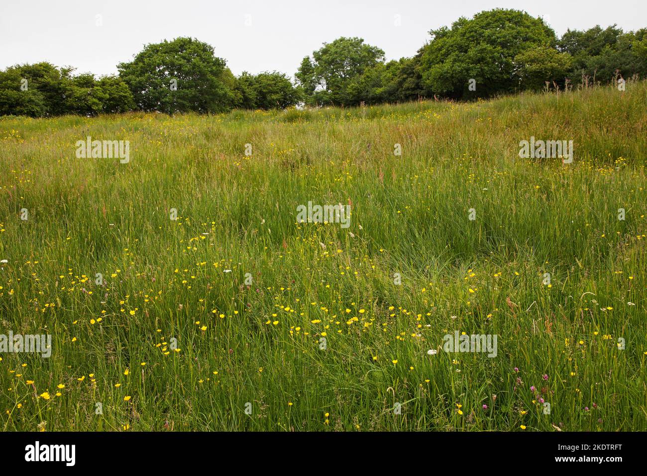 Wild flower meadow with Meadow buttercup Ranunculus acris, Kingcombe ...