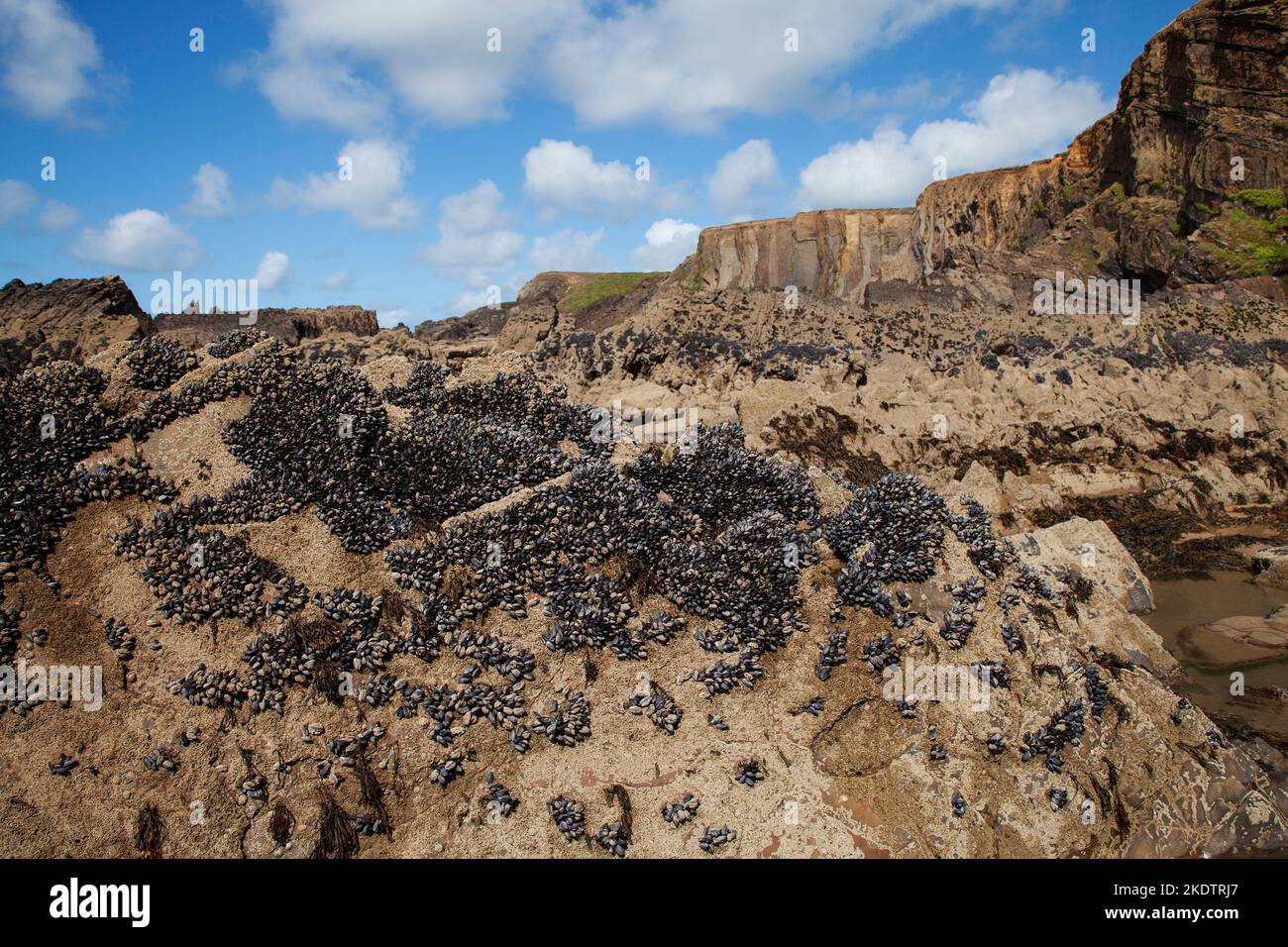 Common mussel Mytilus edulis on sandstone and mudstone rock, Bude ...