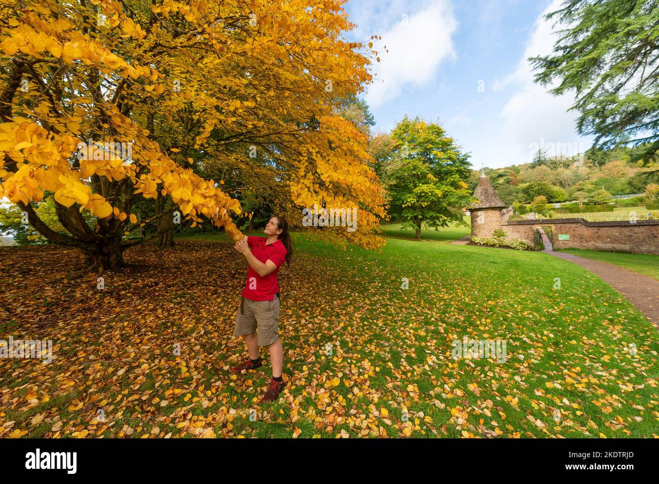 Picture By Jim Wileman - Autumn colours at Knightshayes, National Trust ...