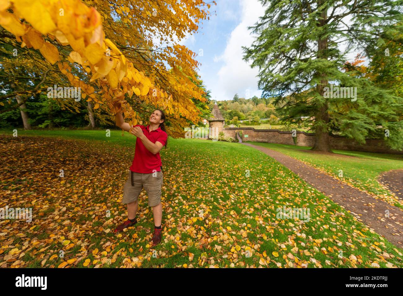 Picture By Jim Wileman - Autumn colours at Knightshayes, National Trust ...