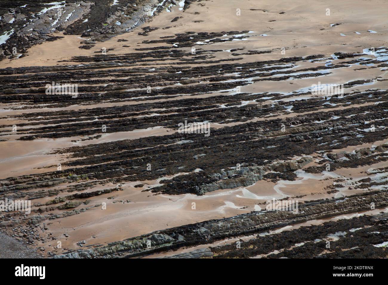 Folded rocks caused by the movement of tectonic plates, Bude Formation ...