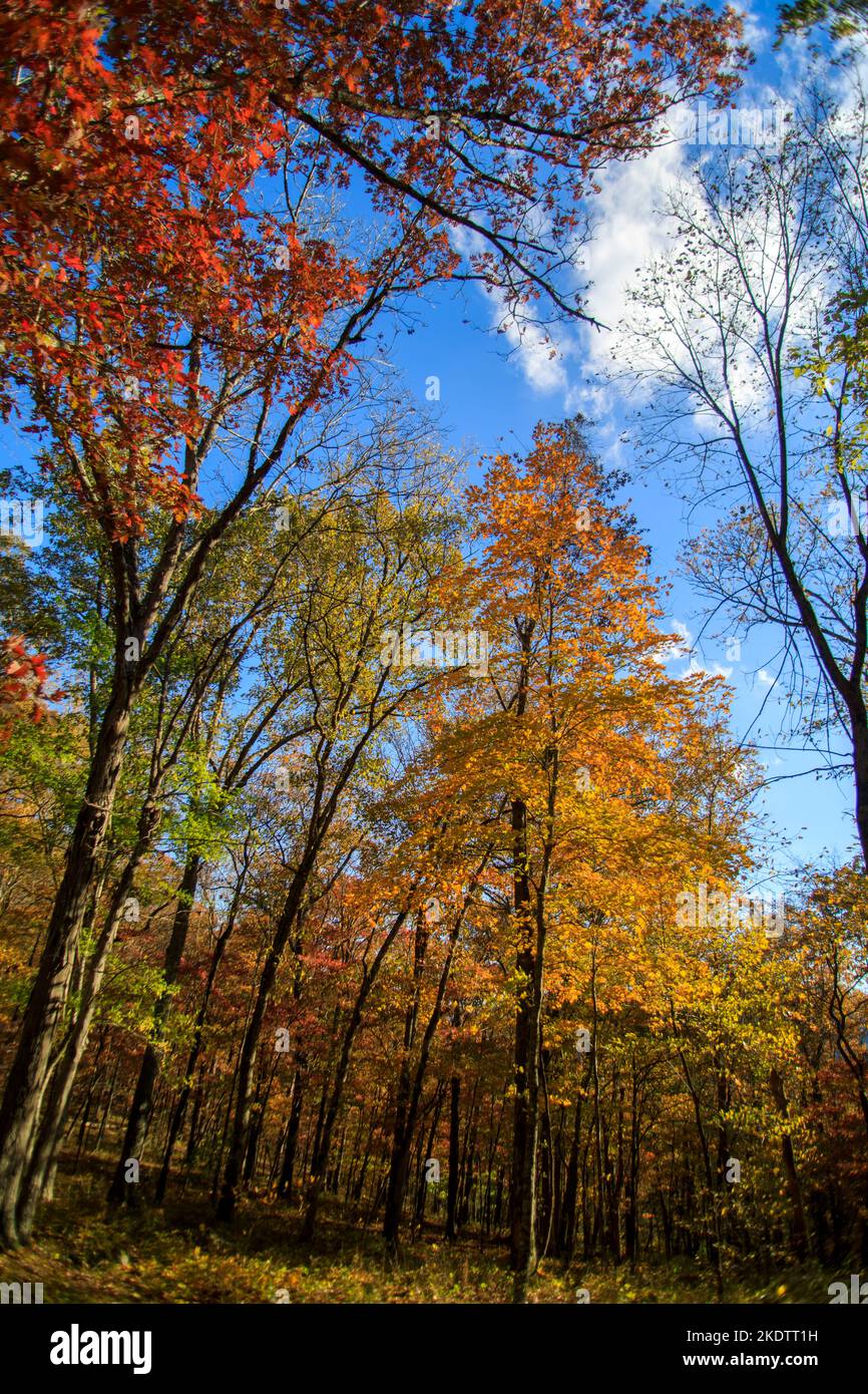 Trees changing color during autumn in the forest along the Big Bluff ...