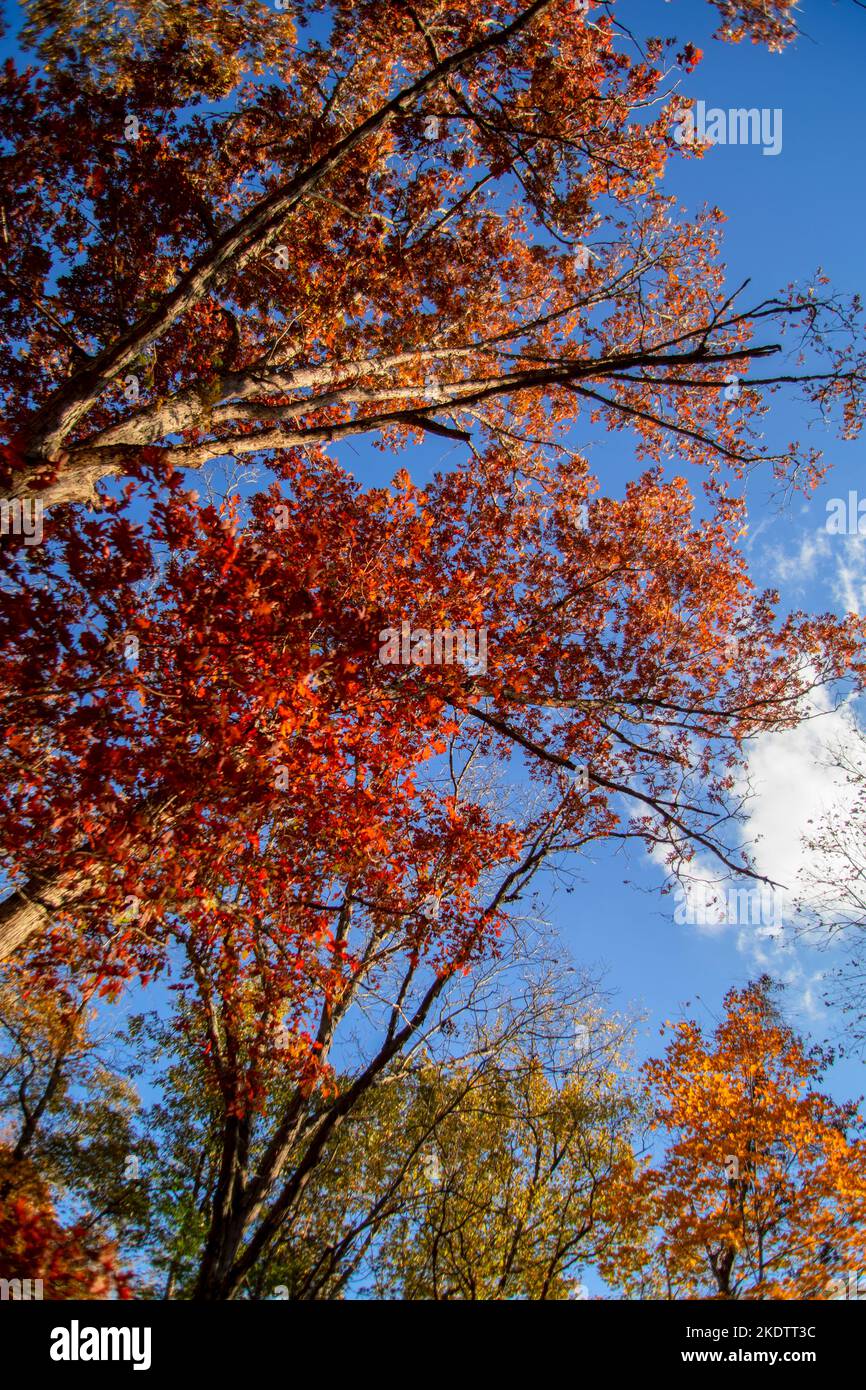 Trees changing color during autumn in the forest along the Big Bluff ...