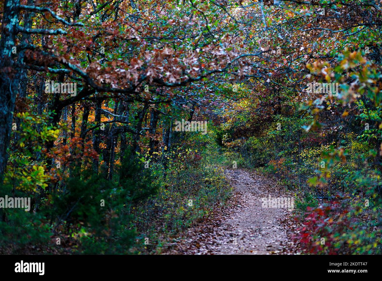 Trees changing color during autumn in the forest along the Big Bluff ...
