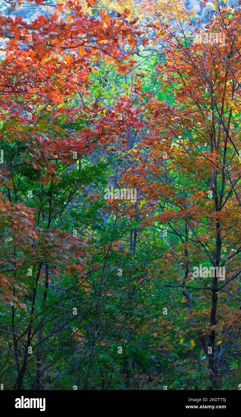Trees changing color during autumn in the forest along the Big Bluff ...