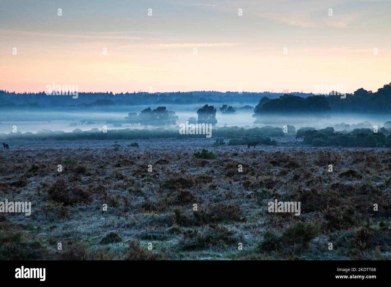 Heathland at Matley Ridge looking towards Longwater Lawn and Ashurst ...