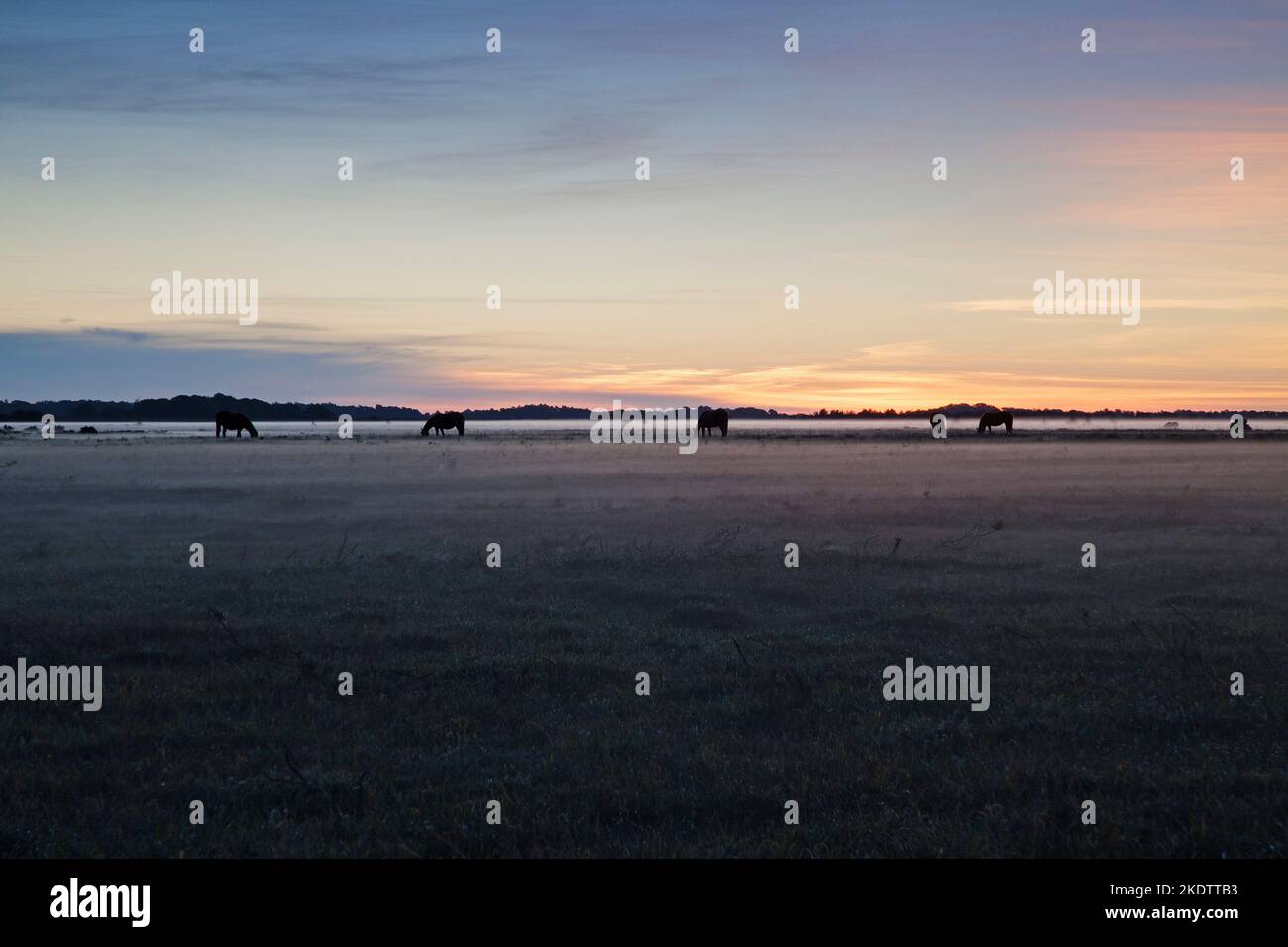 Grazing ponies and low lying mist at sunrise, Broomy Plain, New Forest ...