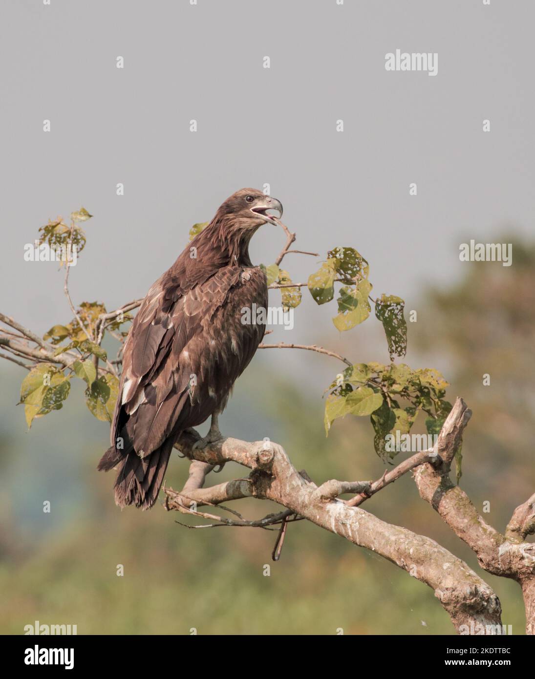 Pallas's fish eagle ( Haliaeetus leucoryphus) Pallas's fish eagle, also ...