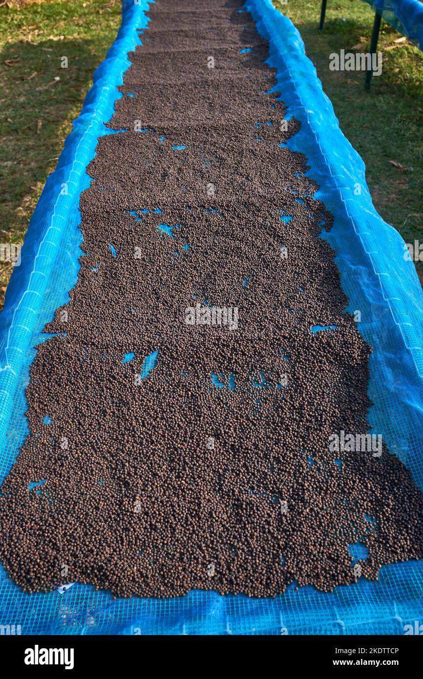 Pepper Farm Kampot Cambodia Stock Photo - Alamy