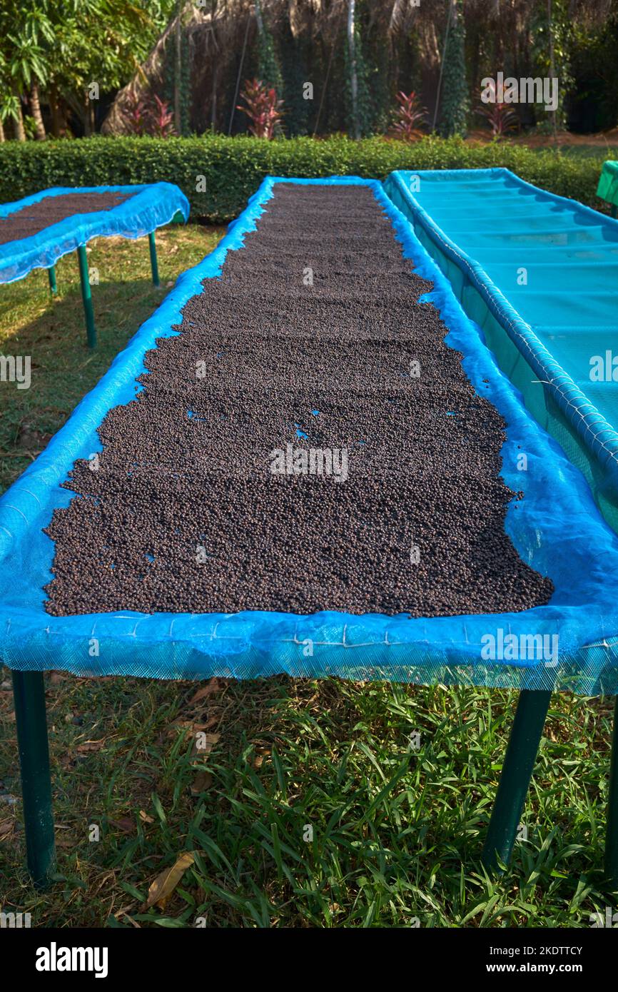 Pepper Farm Kampot Cambodia Stock Photo - Alamy