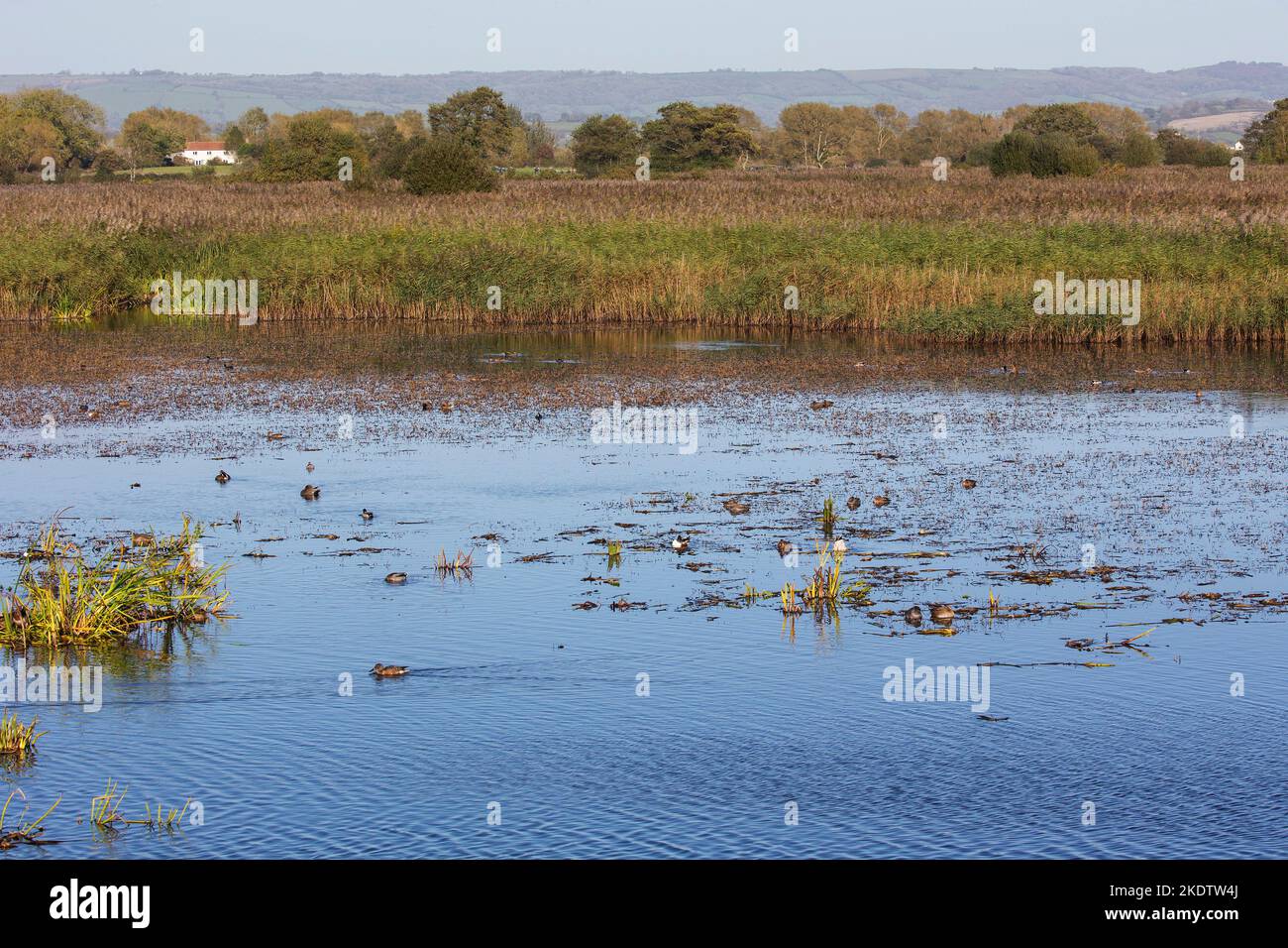 Pool and wildfowl from the Avalon hide, Ham Wall RSPB Reserve, part of ...