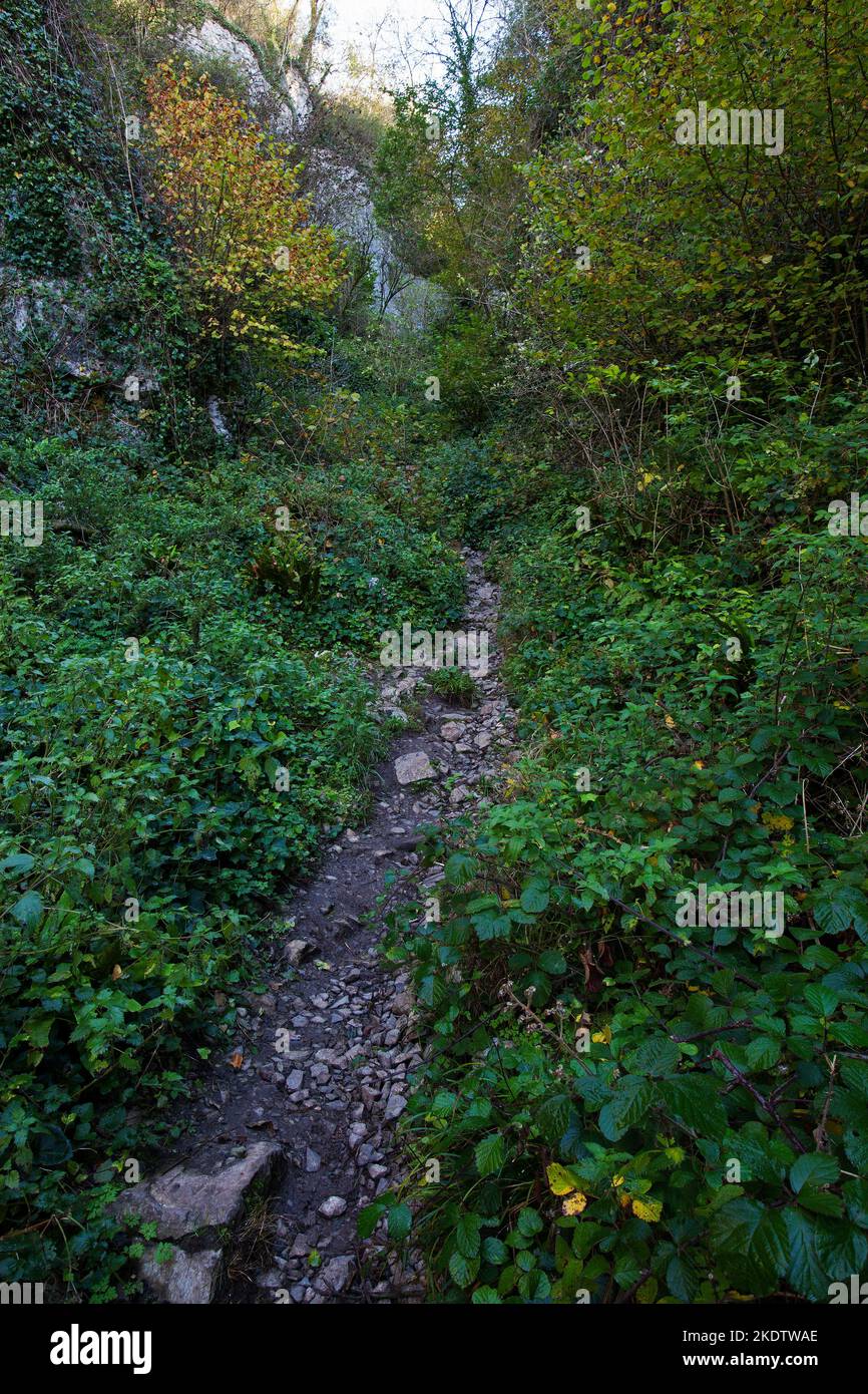 Nature trail through woodland and limestone cliffs, Ebbor Gorge ...