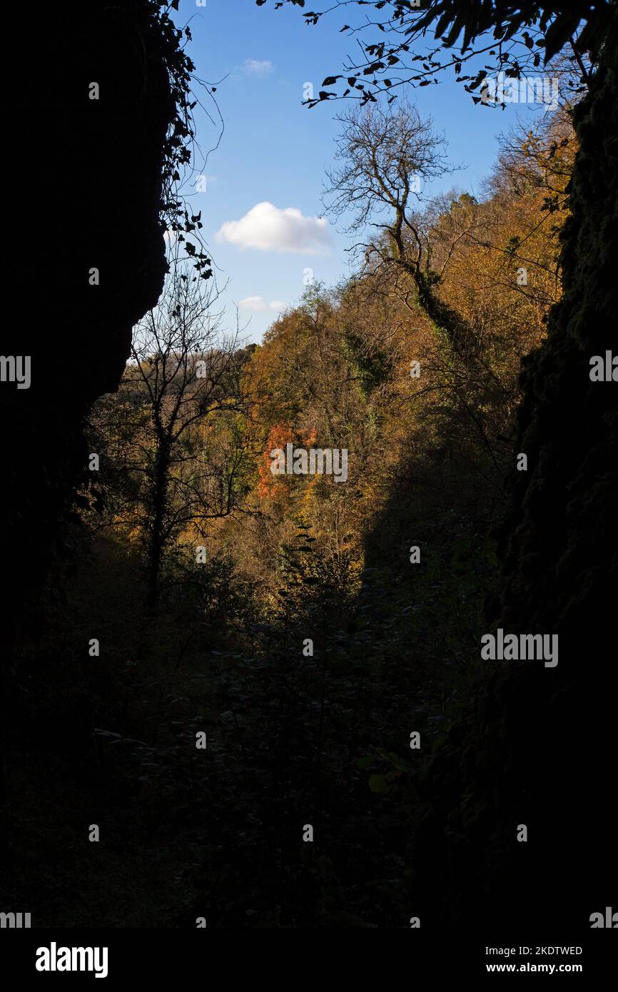 Deciduous woodland and limestone cliffs, Ebbor Gorge National Nature ...