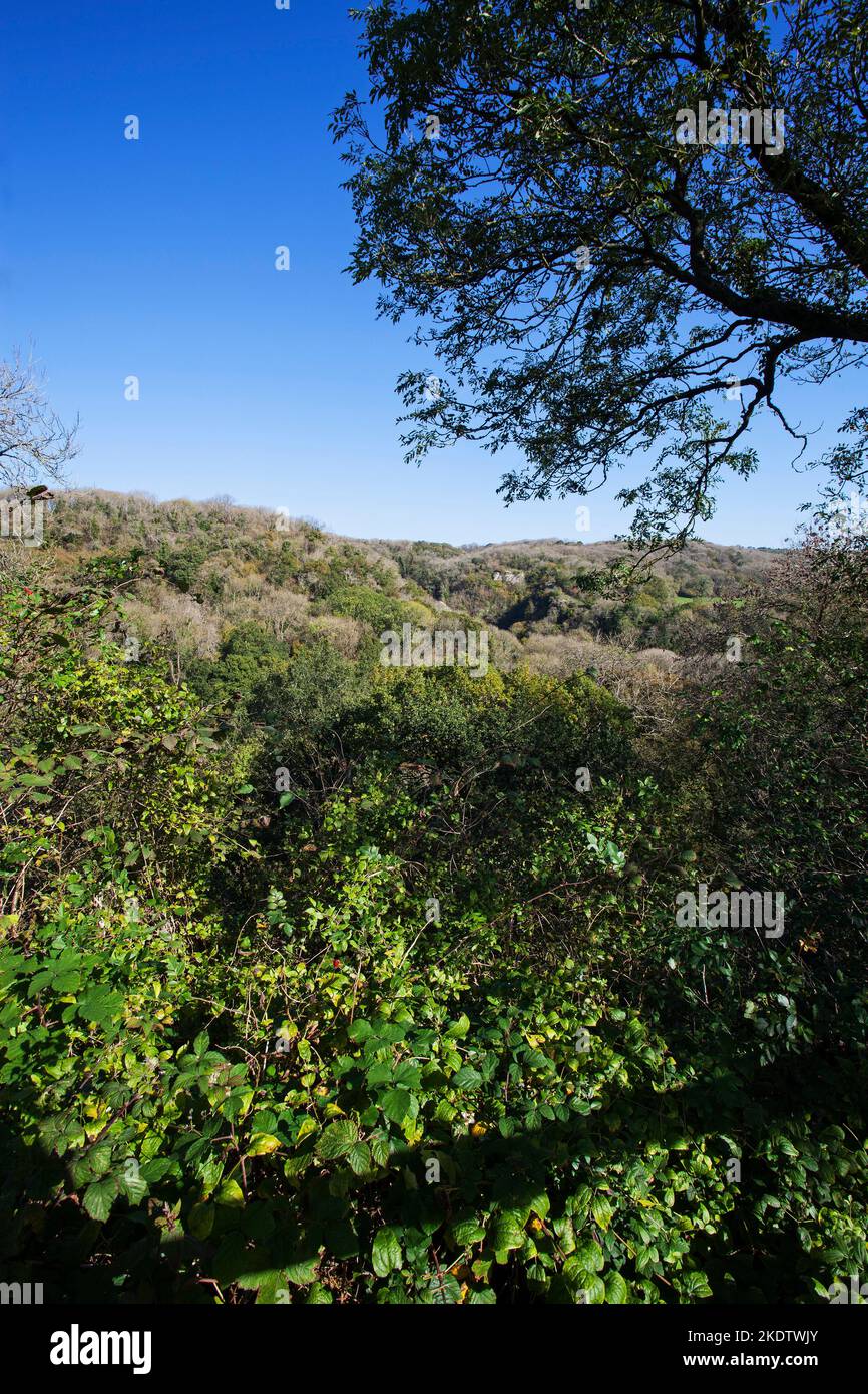 Hopewood Valley forest with the limestone cliffs of Ebbor Gorge beyond ...