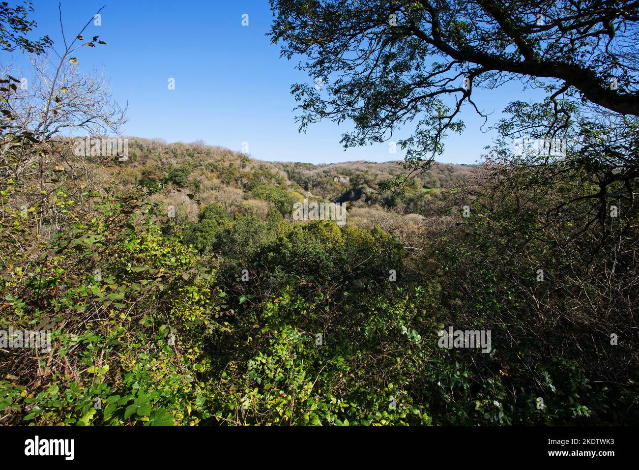 Hopewood Valley forest with the limestone cliffs of Ebbor Gorge beyond ...