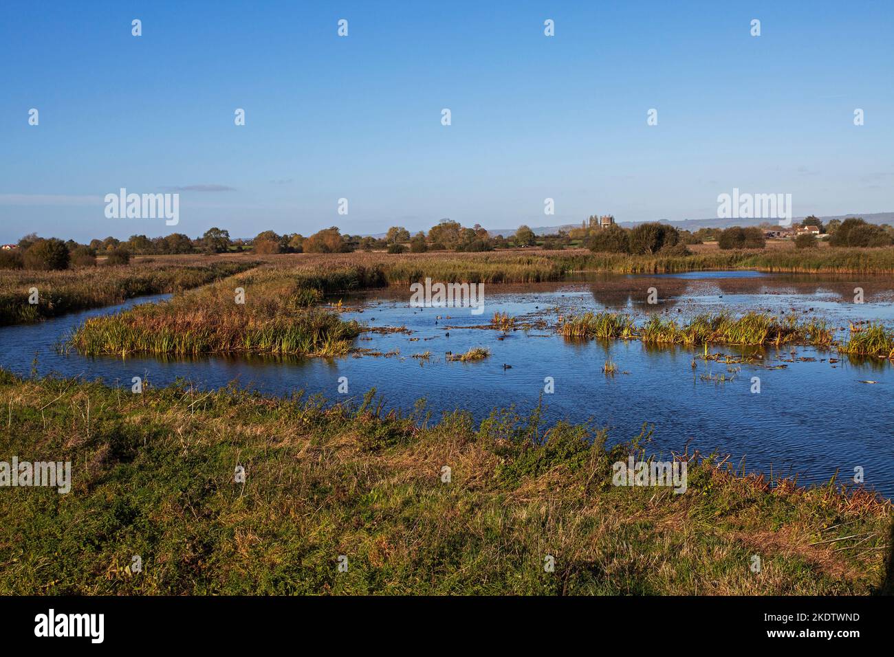 Pool and wildfowl from the Avalon hide, Ham Wall RSPB Reserve, part of ...