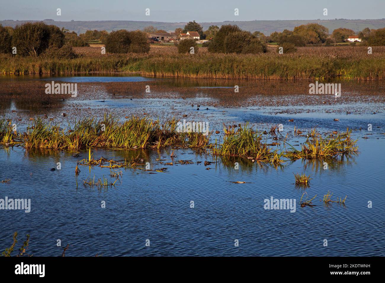 Pool and wildfowl from the Avalon hide, Ham Wall RSPB Reserve, part of ...