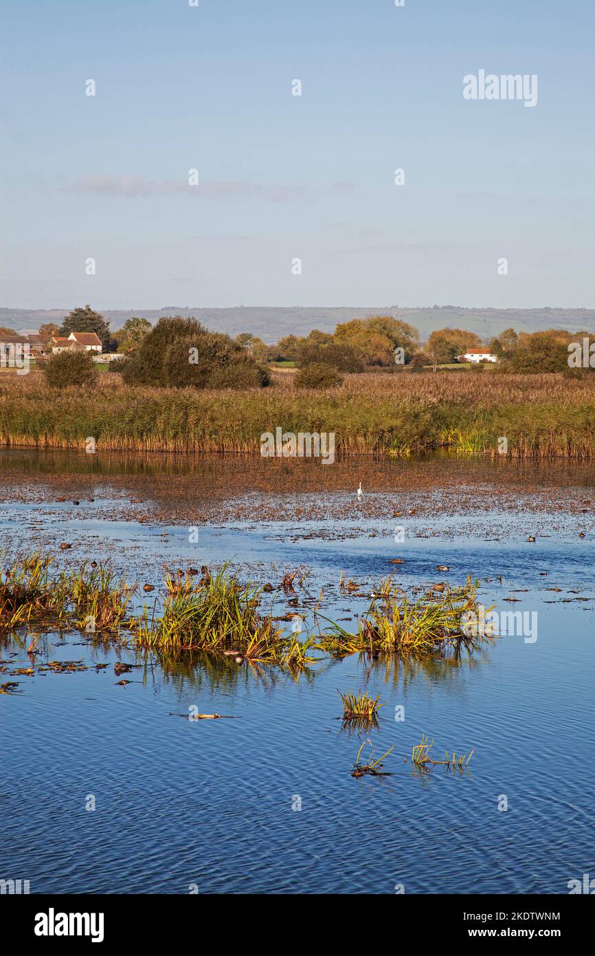 Pool and wildfowl from the Avalon hide, Ham Wall RSPB Reserve, part of ...