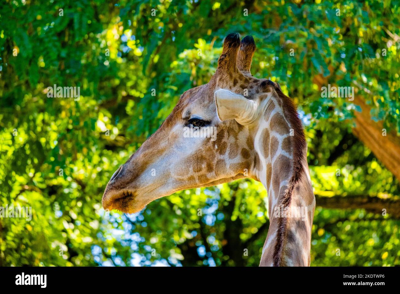 giraffe head shot.zoo animals.safari.long neck Stock Photo - Alamy