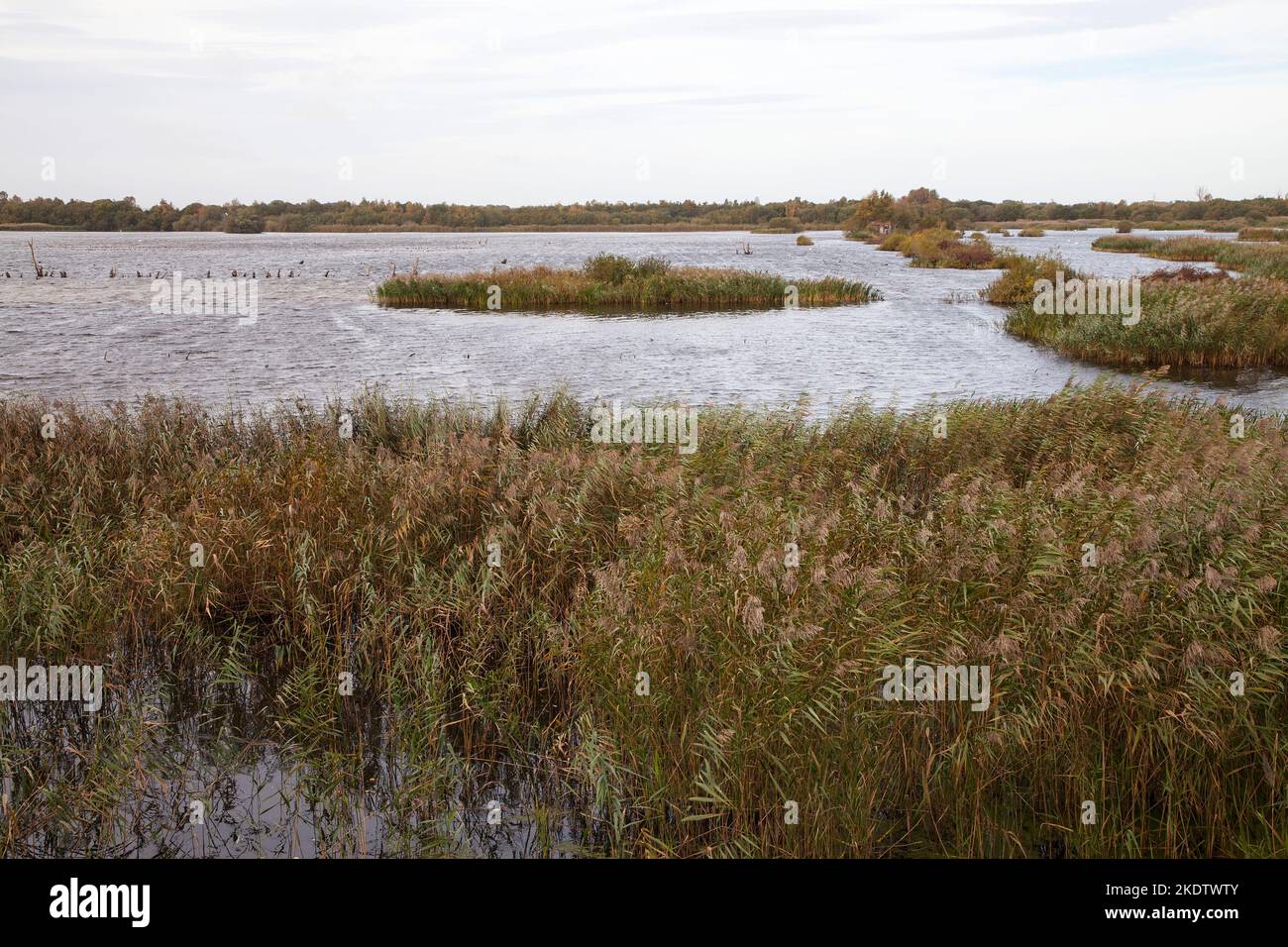 Pool and reedbeds, Shapwick Heath National Naturee Reserve, Avalon ...