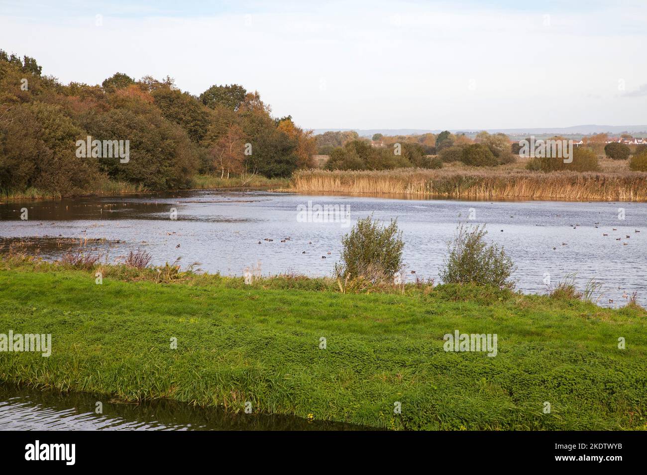Pool, drainage ditch and reedbed near Noah's Hide, Shapwick Heath ...