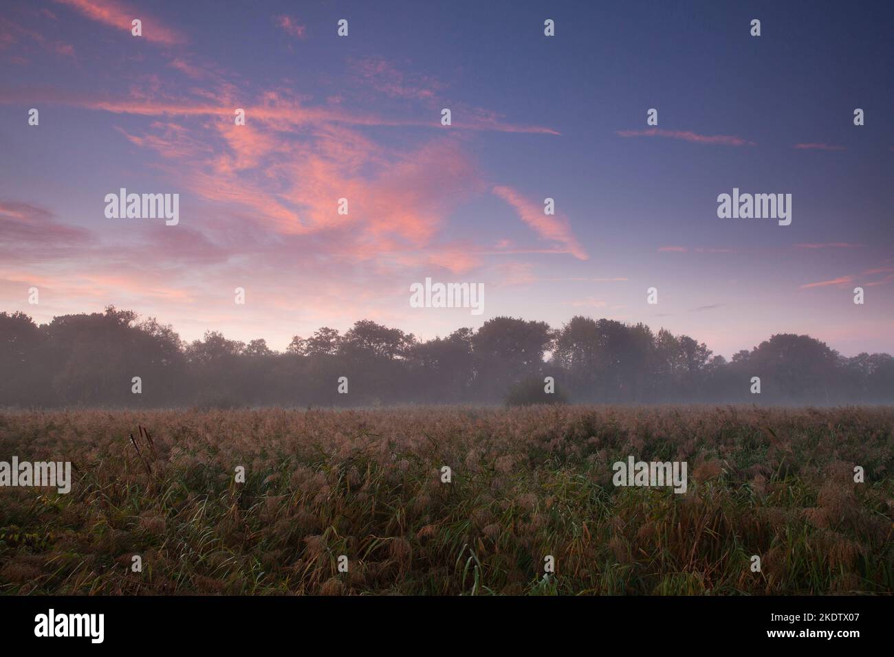 Sunrise over a reedbed with woodland beyond, Ham Wall RSPB Reserve ...
