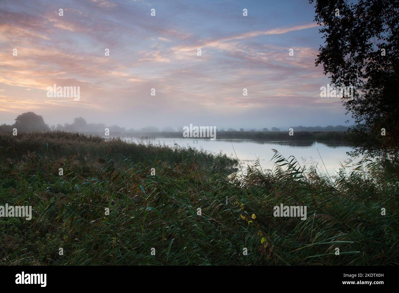 Sunrise over a reedbed with woodland beyond, Ham Wall RSPB Reserve ...