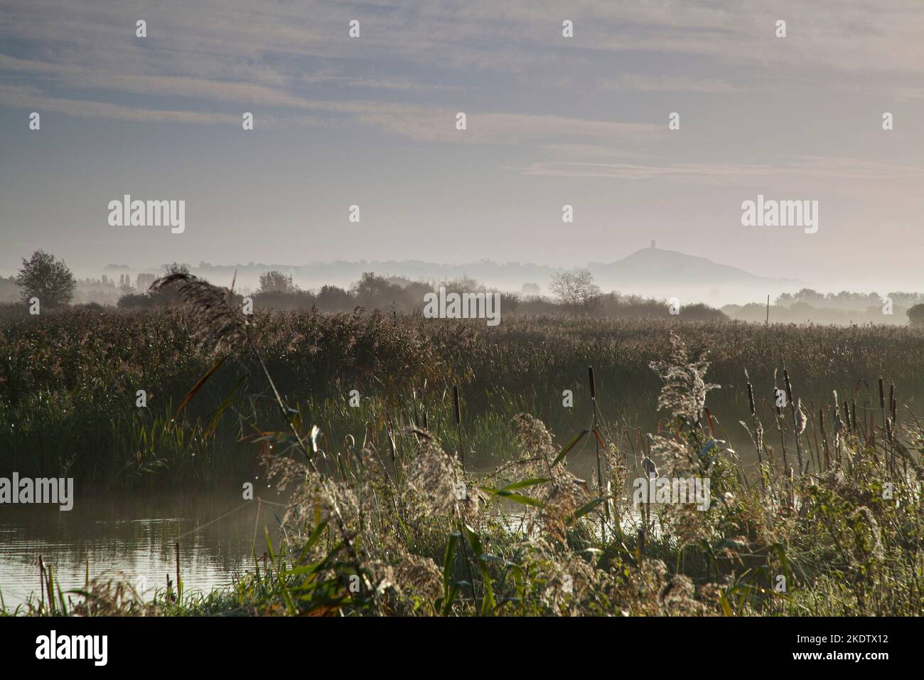 Misty sunrise over reedbed and pools with Glastonbury Tor beyond, Ham ...