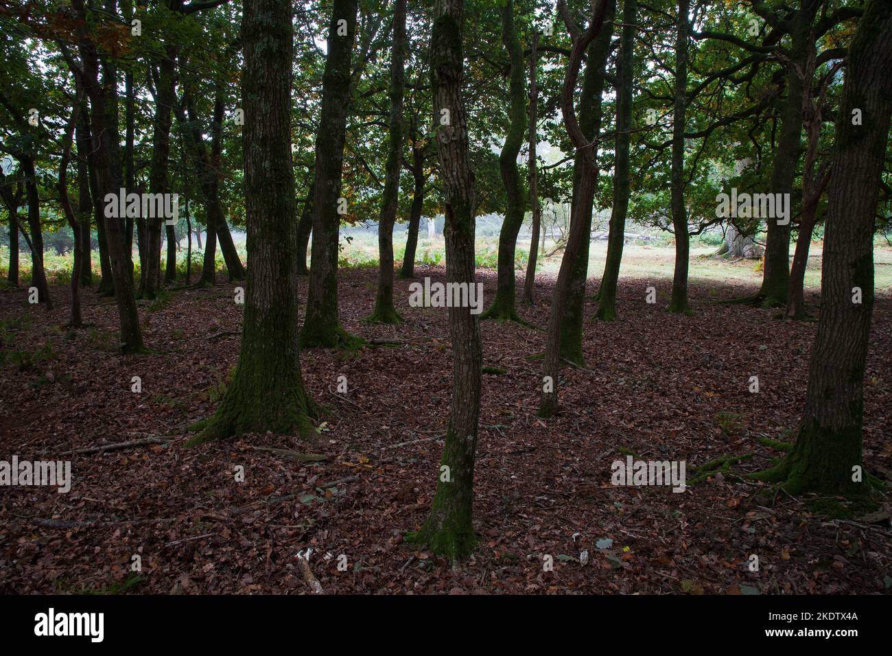 Pedunculate oak Quercus robur, group of trees, Bratley Wood, New Forest ...