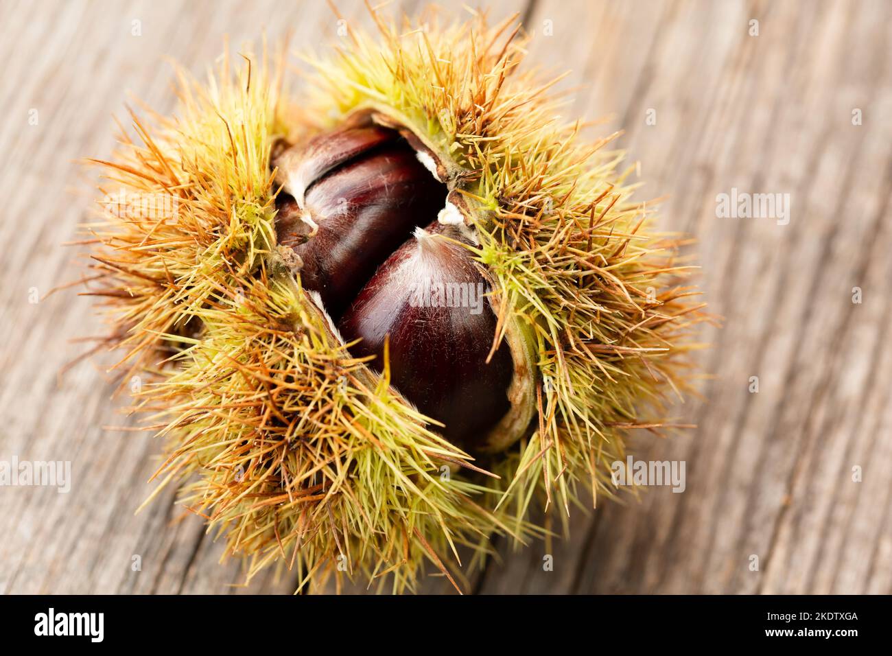 close up of Chestnut (Castanea sativa) in prickly shell Stock Photo - Alamy