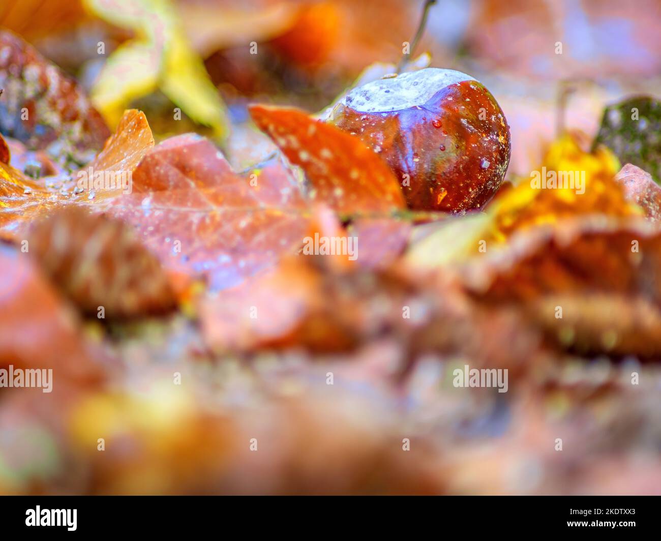 NATURE : CHESTNUT Stock Photo - Alamy