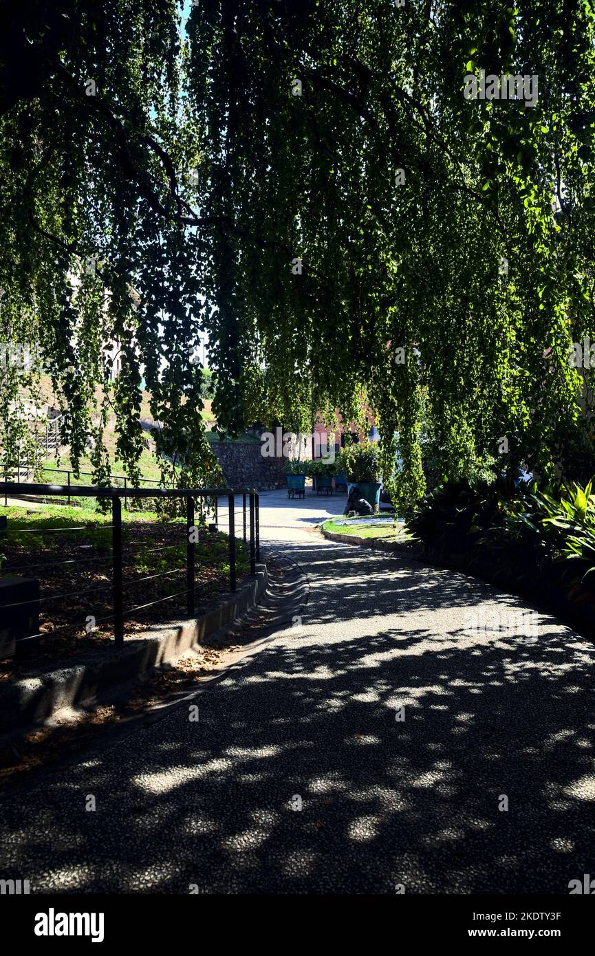 Path in the shade under a beech in a park Stock Photo - Alamy