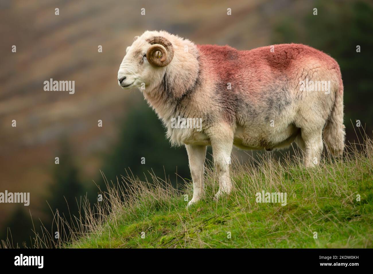 A fine Herdwick Ram or male sheep in Autumn, stood on a high Cumbrian ...